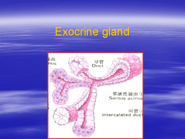 The Digestive System Exocrine glandwith duct Constituents of