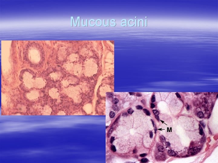 The Digestive System Exocrine glandwith duct Constituents of