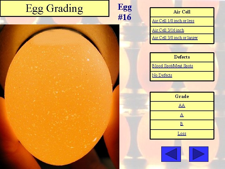 Grading Eggs for Interior Quality Practice 8 Poultry