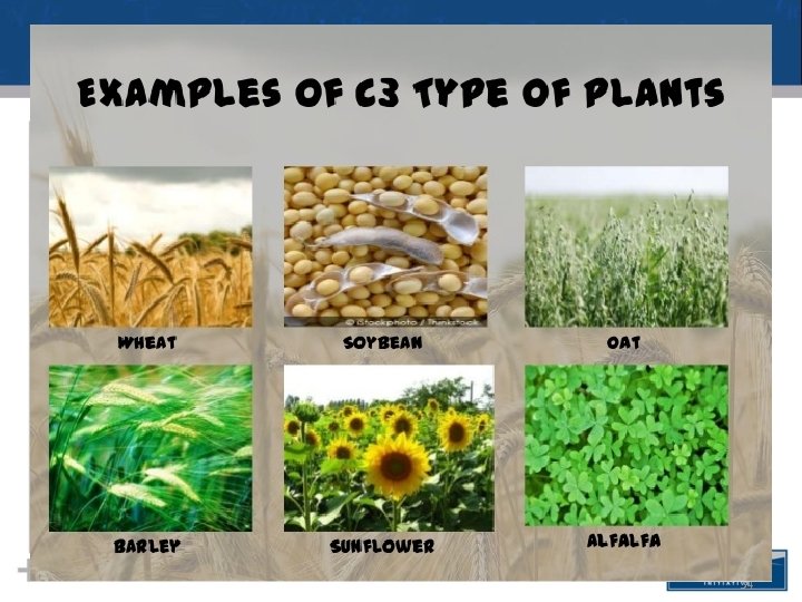 To be successful today 1 Pull out Photosynthesis