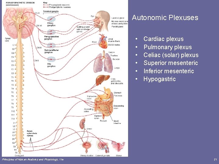 Chapter 15 The Autonomic Nervous System Lecture Outline