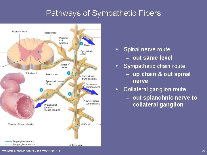Chapter 15 The Autonomic Nervous System Lecture Outline