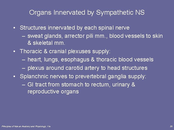 Chapter 15 The Autonomic Nervous System Lecture Outline