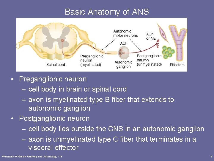 Chapter 15 The Autonomic Nervous System Lecture Outline