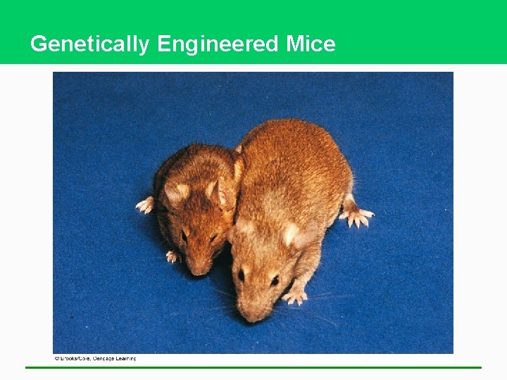 Biodiversity and Evolution Chapter 4 Core Case Study