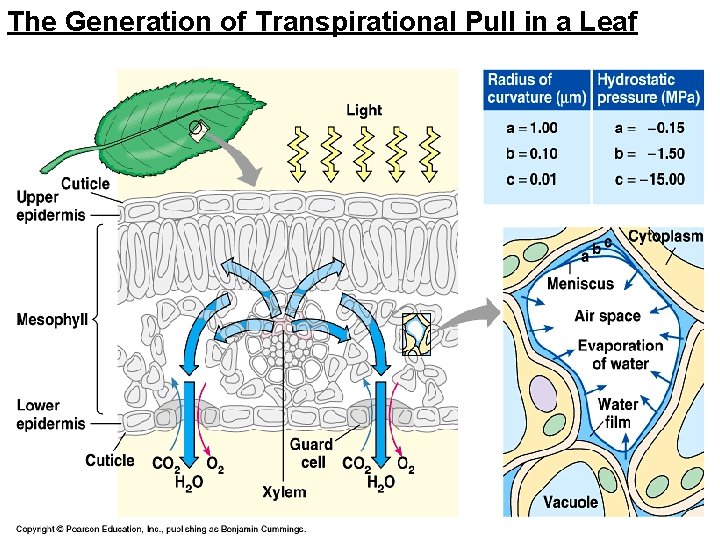 Transport in Vascular Plants Chapter 36 Physical forces