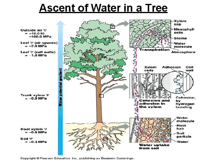 Transport in Vascular Plants Chapter 36 Physical forces