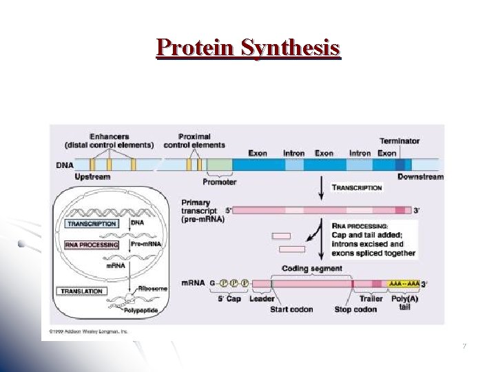 Gene Expression Overview By Salwa Hassan Teama M