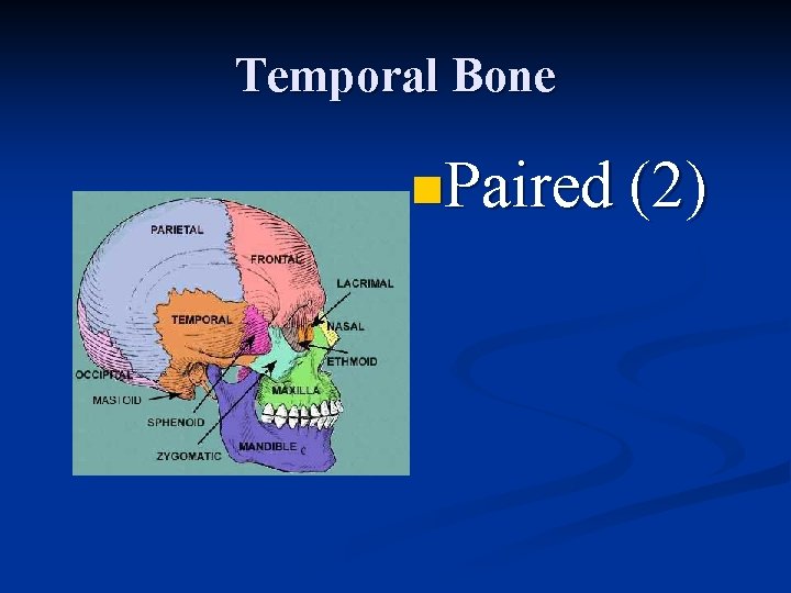 Divisions of the Skeleton Axial Skeleton n Includes