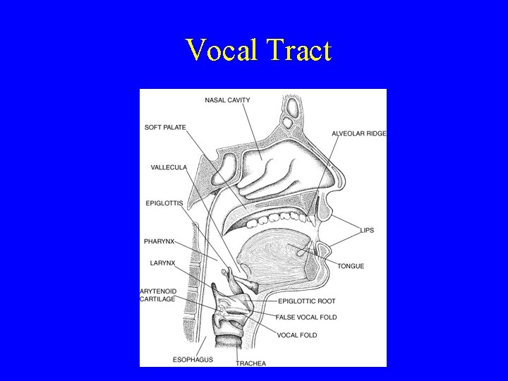 Hearing Deafness 5 Timbre Music Speech Vocal Tract