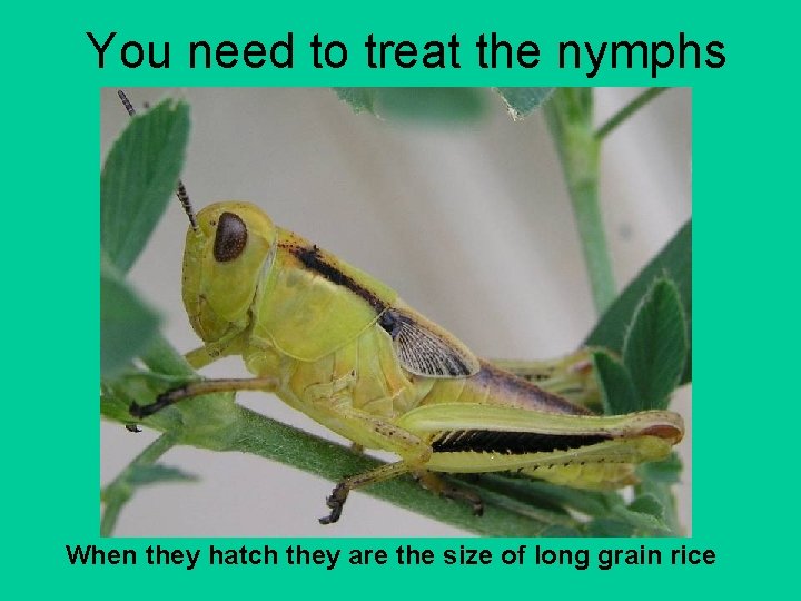 Grasshopper in Gardens Is your garden an island