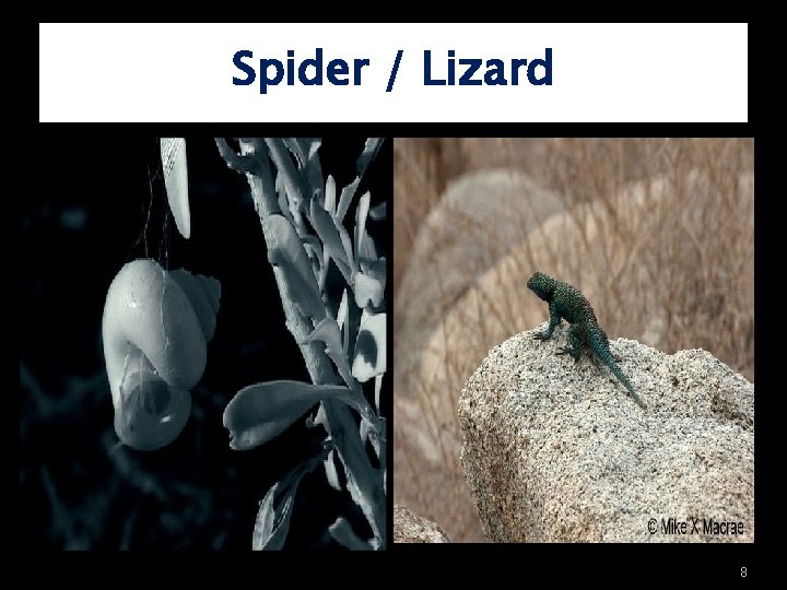 LESSONS FROM GODS CREATURES Proverbs 30 24 28