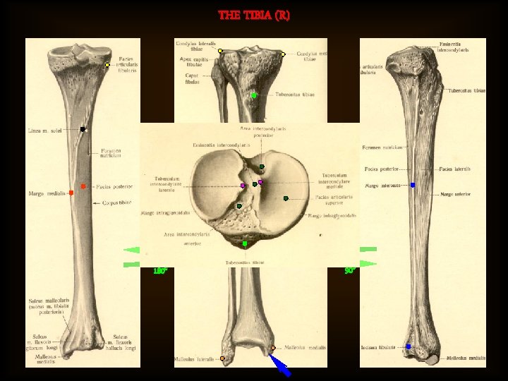 DEPARTMENT OF ANATOMY BONES JOINTS OF LOWER LIMB