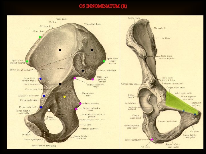 DEPARTMENT OF ANATOMY BONES JOINTS OF LOWER LIMB