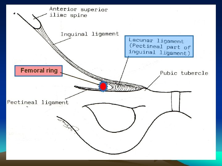 Anterolateral Abdominal Wall And By Prof Saeed Abuel