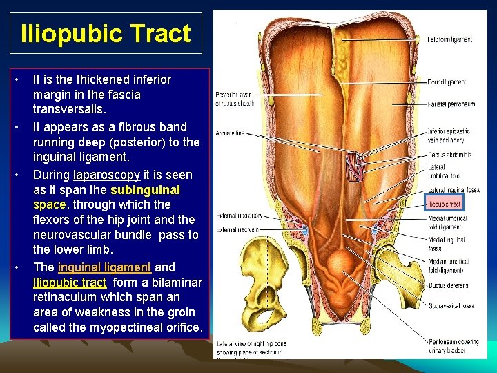 Anterolateral Abdominal Wall And By Prof Saeed Abuel