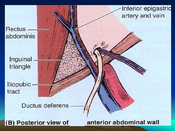 Anterolateral Abdominal Wall And By Prof Saeed Abuel