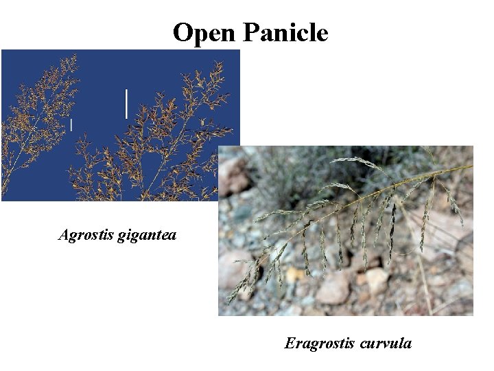 Grass Inflorescence Flower Arrangement In grasses Spikelet Arrangement