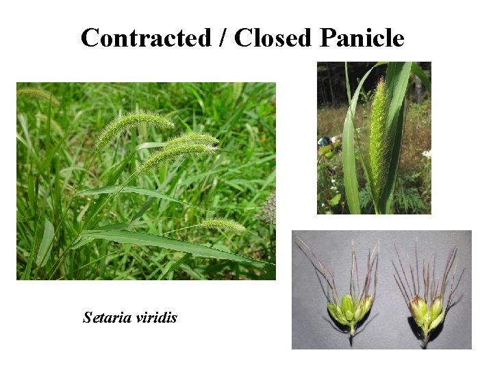 Grass Inflorescence Flower Arrangement In grasses Spikelet Arrangement
