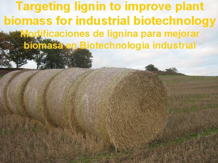 Targeting lignin to improve plant biomass for industrial
