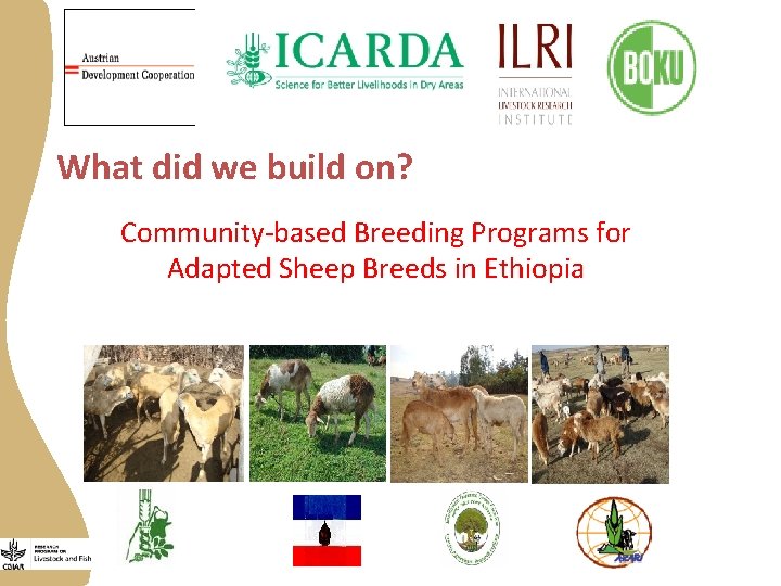 ICARDAILRI Program Ethiopian Sheep and Goat Value Chain