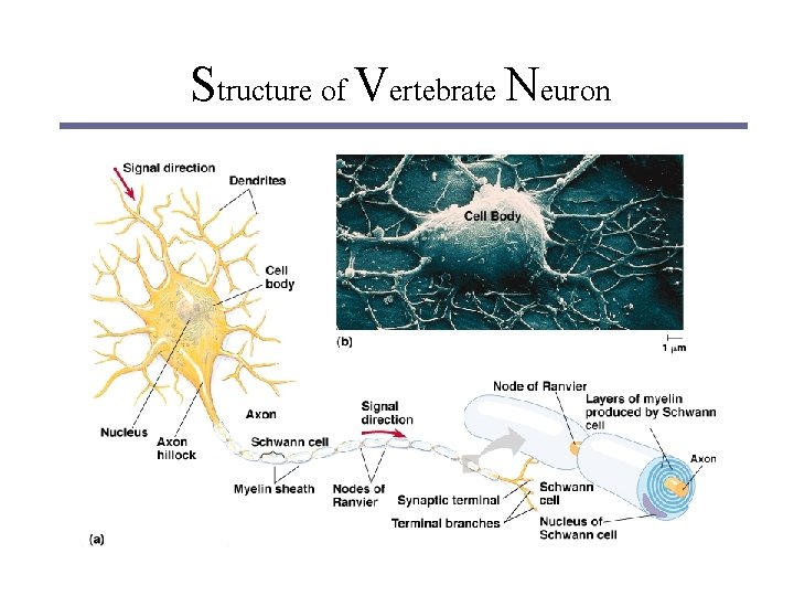 Composition of Nervous System The Nervous System contains