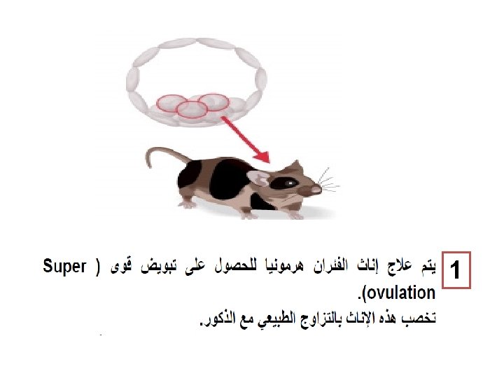 Animal Biotechnology Herman the transgenic bull with five