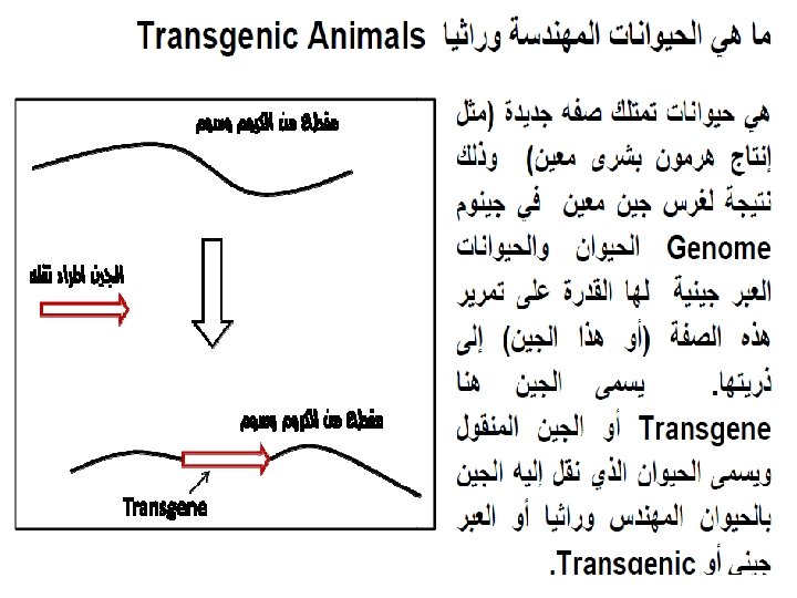 Animal Biotechnology Herman the transgenic bull with five