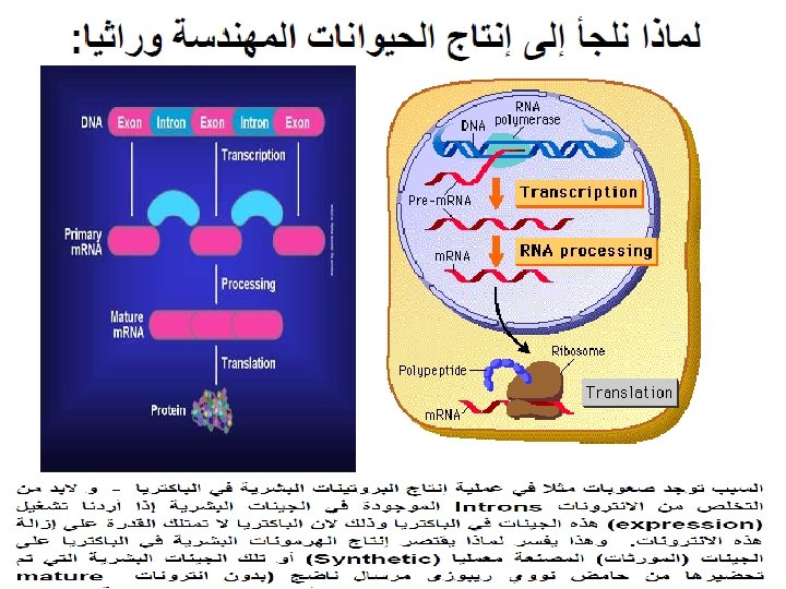 Animal Biotechnology Herman the transgenic bull with five
