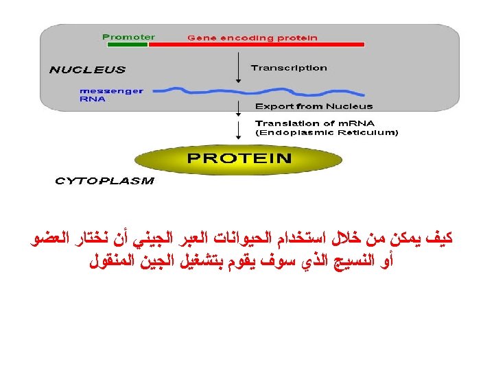 Animal Biotechnology Herman the transgenic bull with five