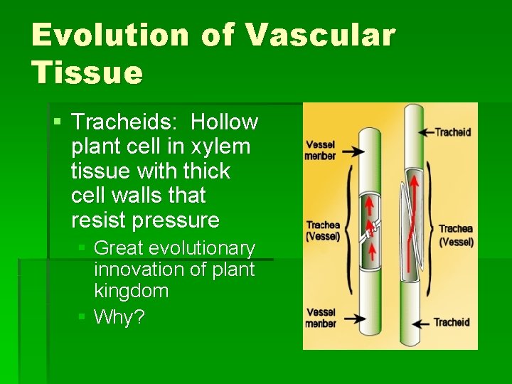 Seedless Vascular Plants Seedless Vascular Recall Bryophytes have