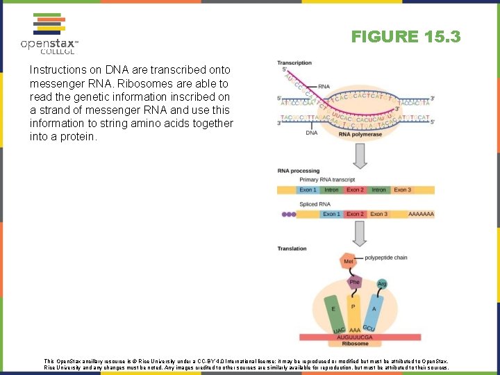 BIOLOGY Chapter 15 GENES AND PROTEINS Power Point