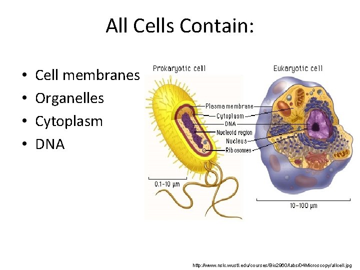 Prokaryotic vs Eukaryotic Cells All Cells Contain Cell