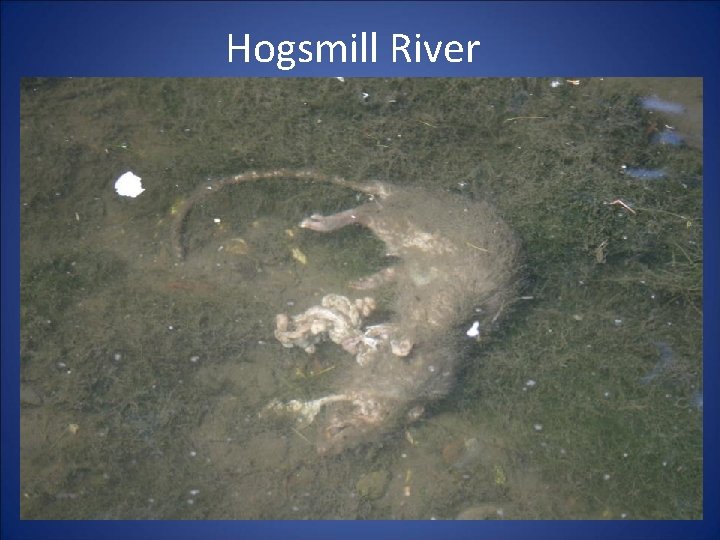 The Constraints of Connecting Habitat and Fish Passage