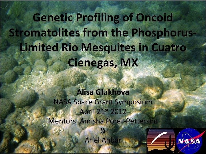 Genetic Profiling of Oncoid Stromatolites from the Phosphorus
