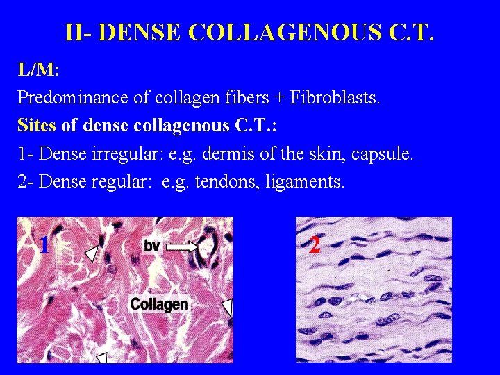 CONNECTIVE TISSUE C T Objectives By the end