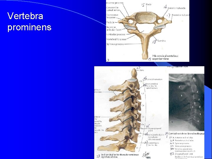 Human anatomy SHANDONG UNIVERSITY Liu Zhiyu Introduction Definition
