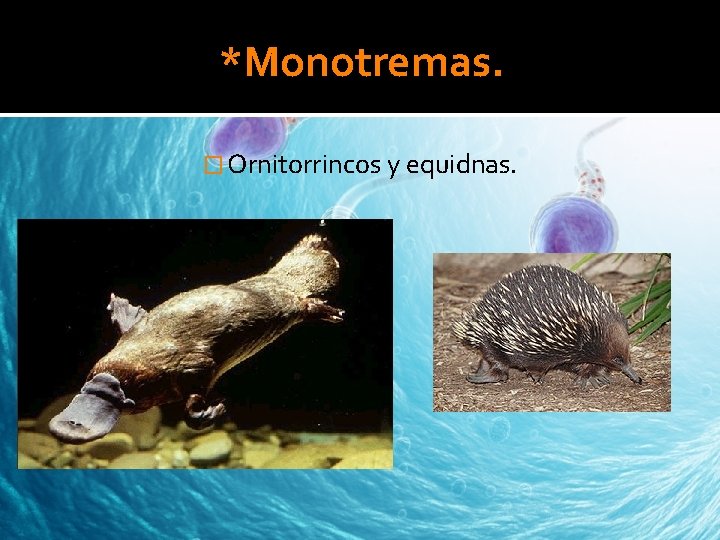 LA REPRODUCCIN ANIMAL Alicia Salinero Fausto Miguel Diego