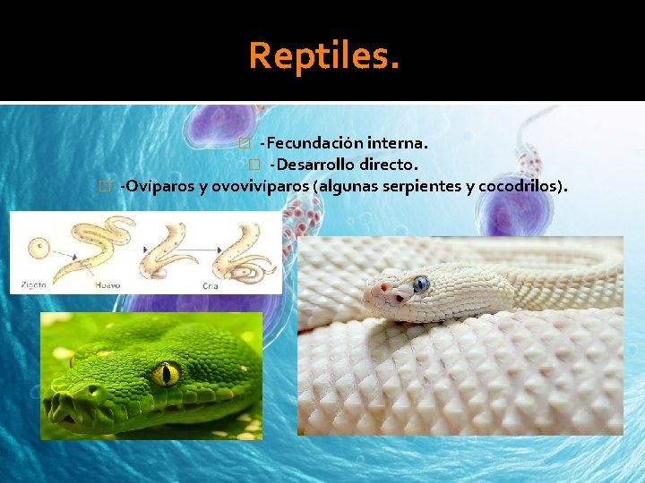 LA REPRODUCCIN ANIMAL Alicia Salinero Fausto Miguel Diego