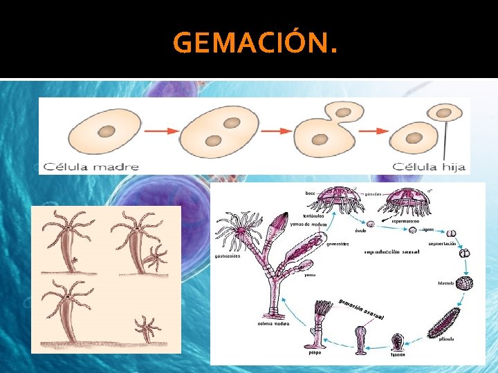 LA REPRODUCCIN ANIMAL Alicia Salinero Fausto Miguel Diego