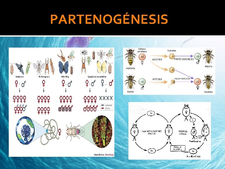 LA REPRODUCCIN ANIMAL Alicia Salinero Fausto Miguel Diego