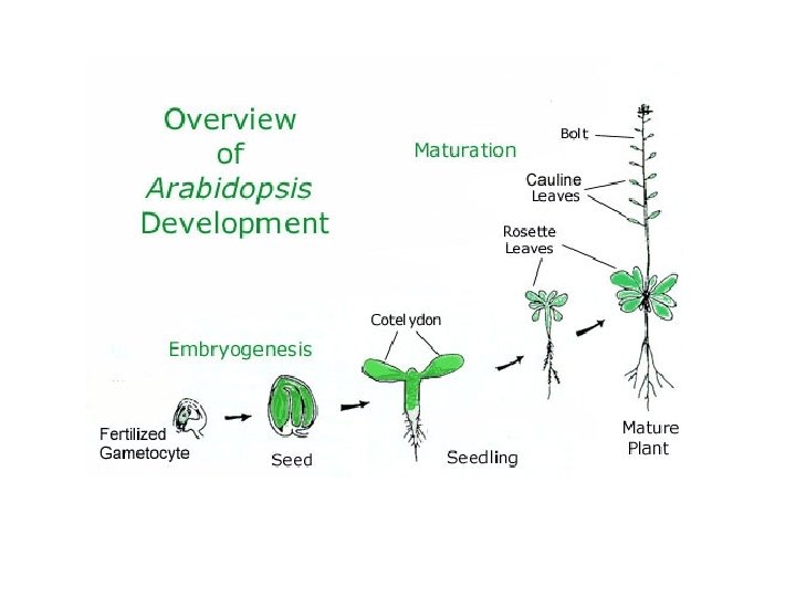 In planta transformation of Arabidopsis Vacuum infiltration method