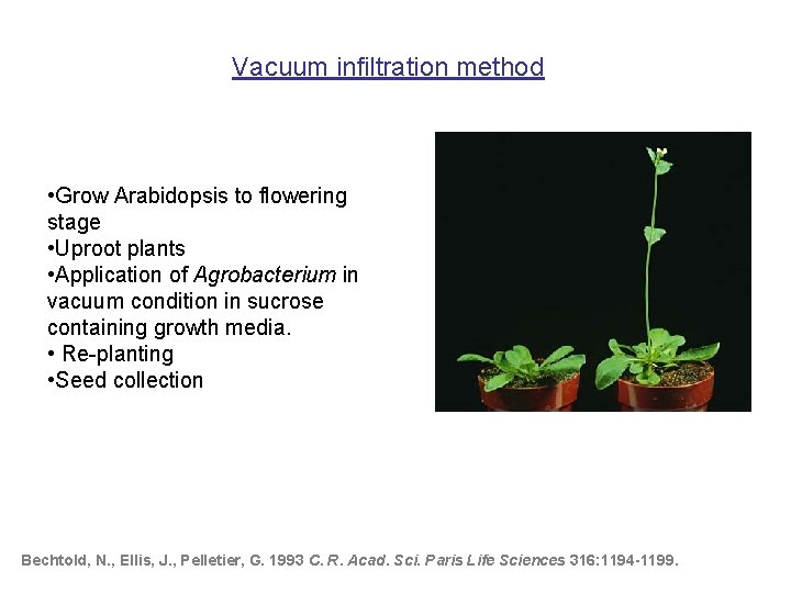 In planta transformation of Arabidopsis Vacuum infiltration method