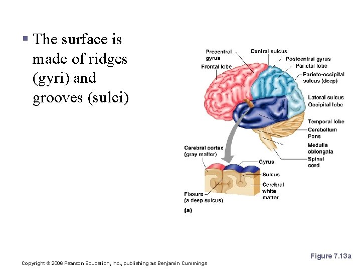 7 The Nervous System PART B Power Point