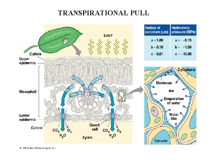 TRANSPORT OVERVIEW 3 LEVELS OF TRANSPORT OCCUR IN