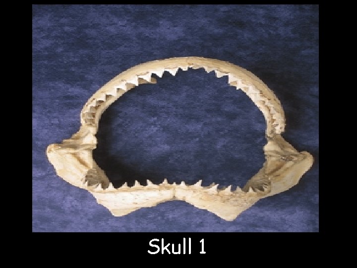 Animals and their Teeth Lesson 4 Study these