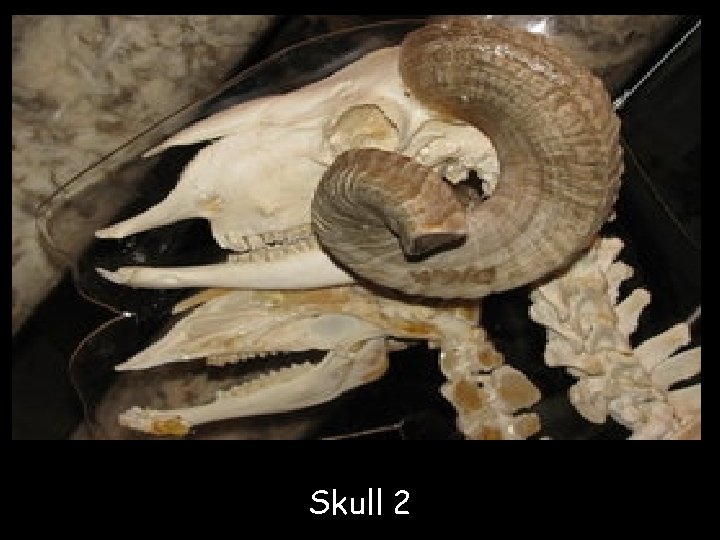 Animals and their Teeth Lesson 4 Study these