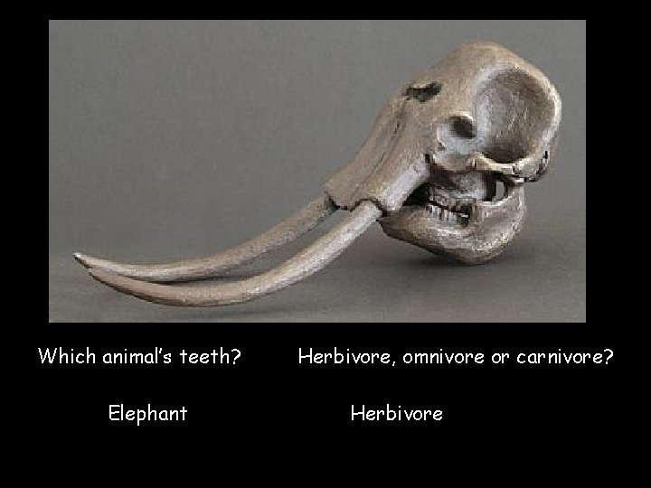 Animals and their Teeth Lesson 4 Study these