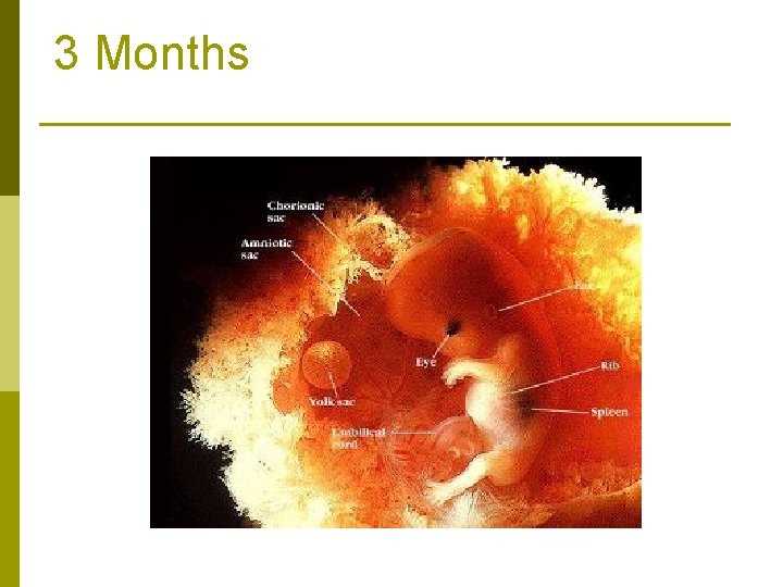PreNatal Development CHILD FAMILY MRS CRUSAN Prenatal Development