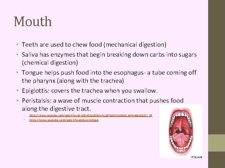 The Digestive System Chapter 3 Section 1 Digestive